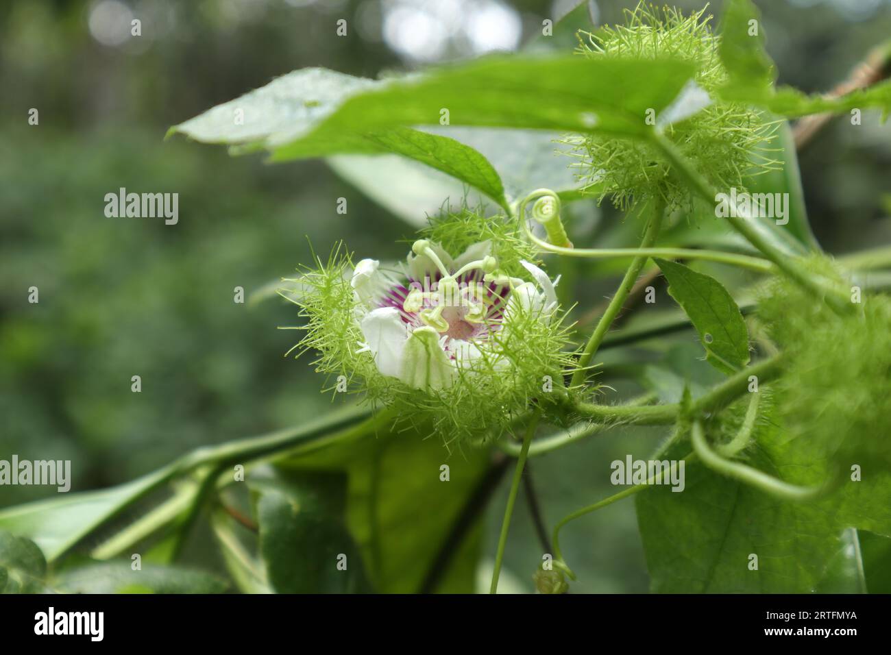 Close up view of an opened flower of a Bush passion fruit vine (Passiflora Foetida Stock Photo ...