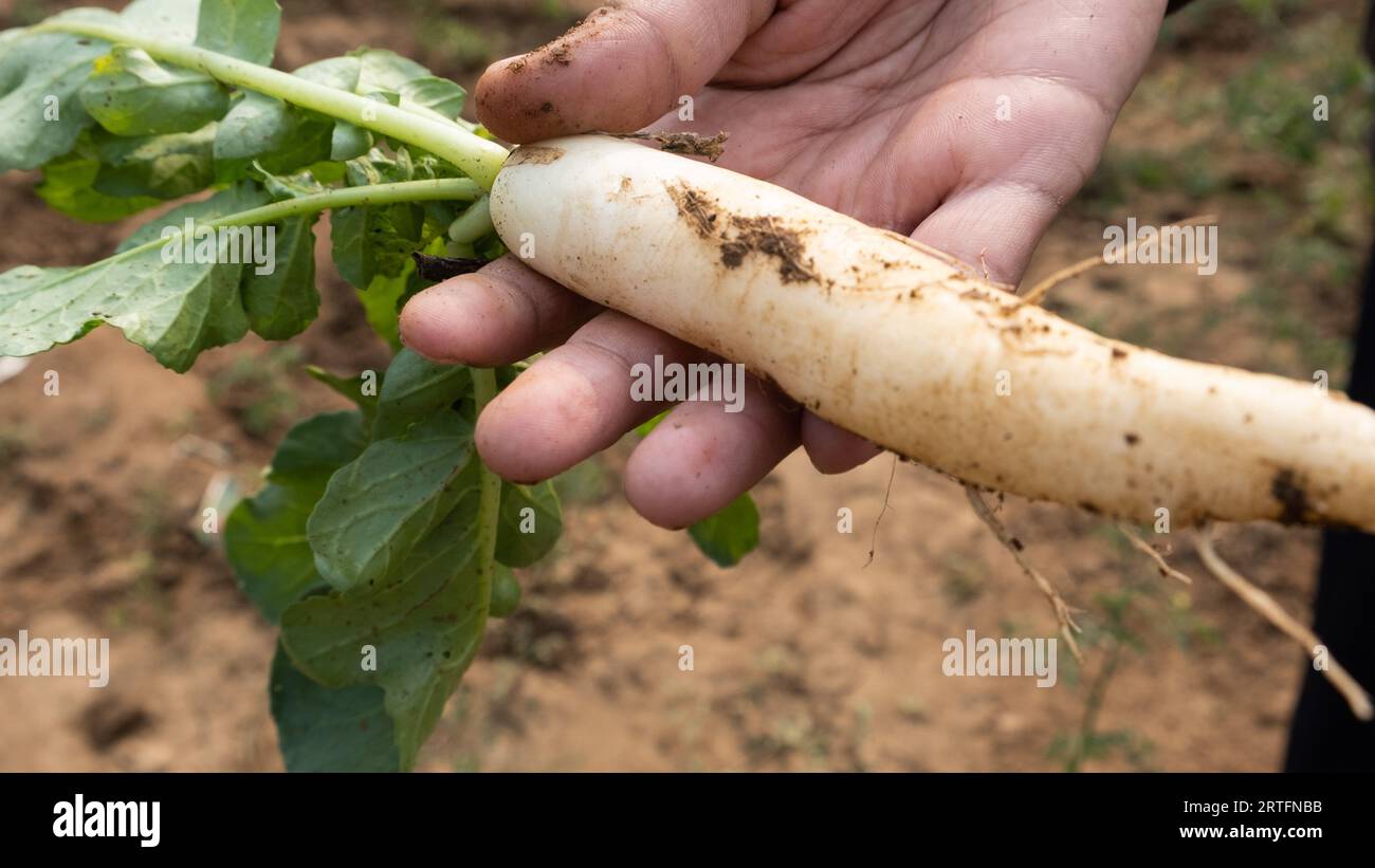 Indian radish hi-res stock photography and images - Alamy
