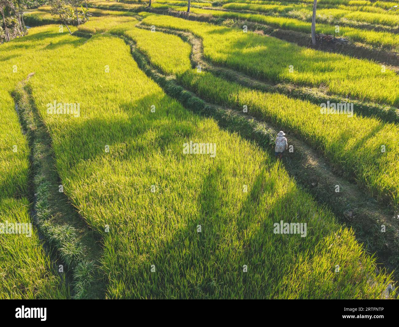 Landscape of rice terrace in the morning, Yogyakarta, Indonesia Stock ...