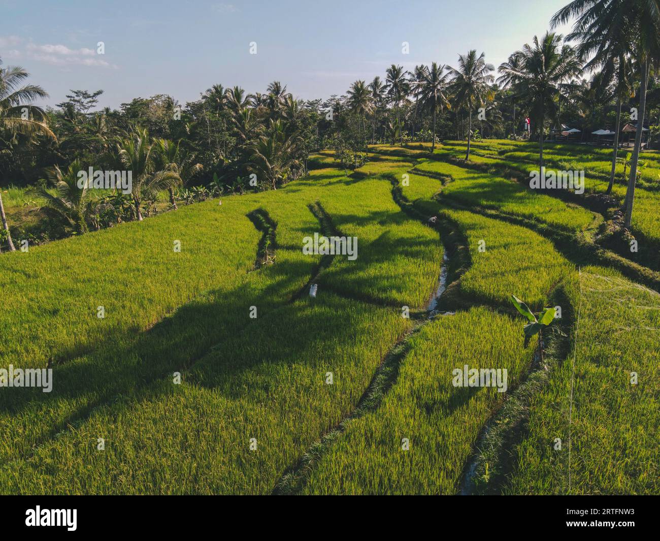 Landscape of rice terrace in the morning, Yogyakarta, Indonesia Stock ...