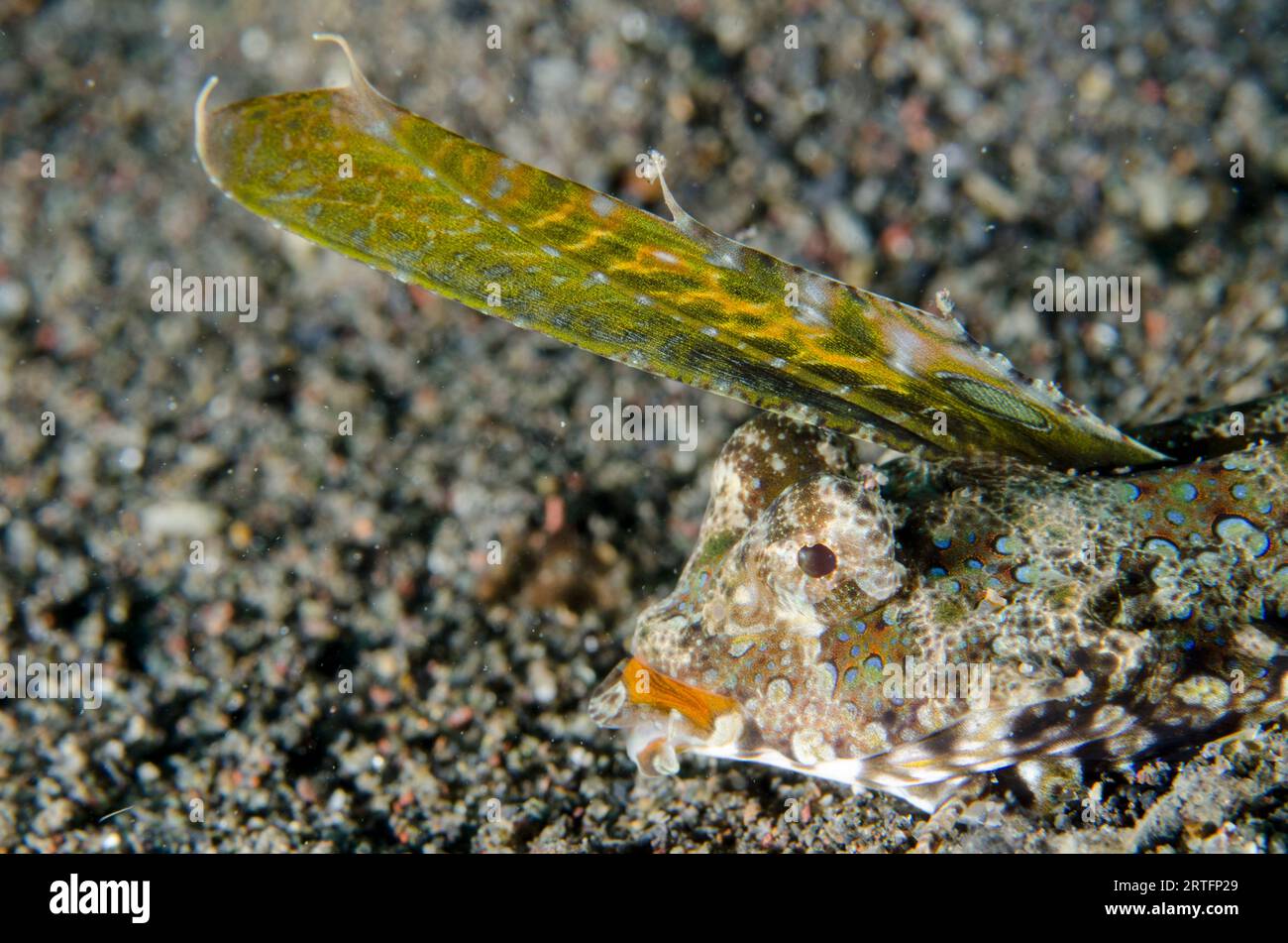 Subadult Orange and Black Dragonet, Dactylopus kuiteri, with extended ...