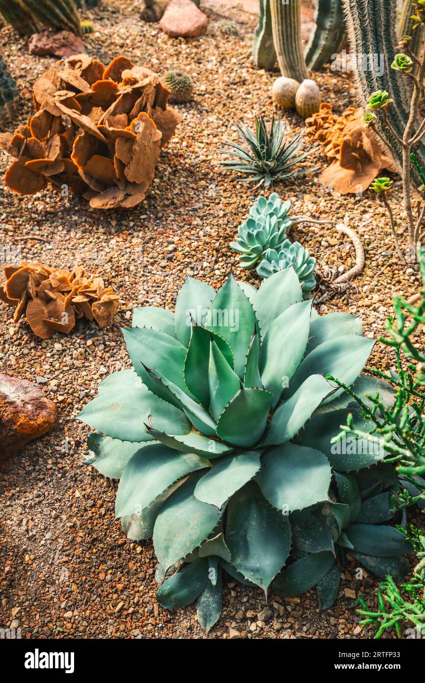 Cactus garden - cactus diversity, stone garden Stock Photo - Alamy