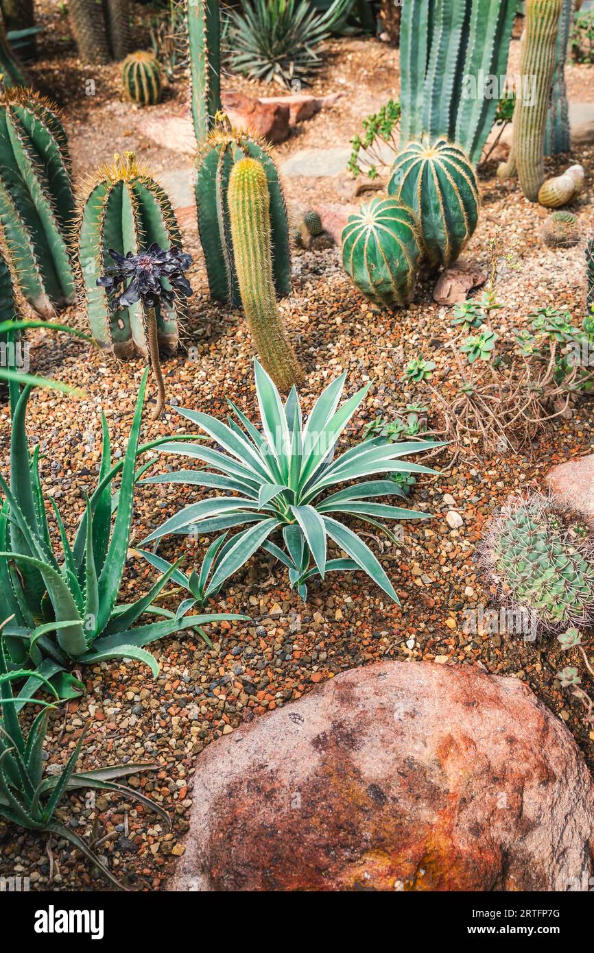 Cactus garden - cactus diversity, stone garden Stock Photo - Alamy