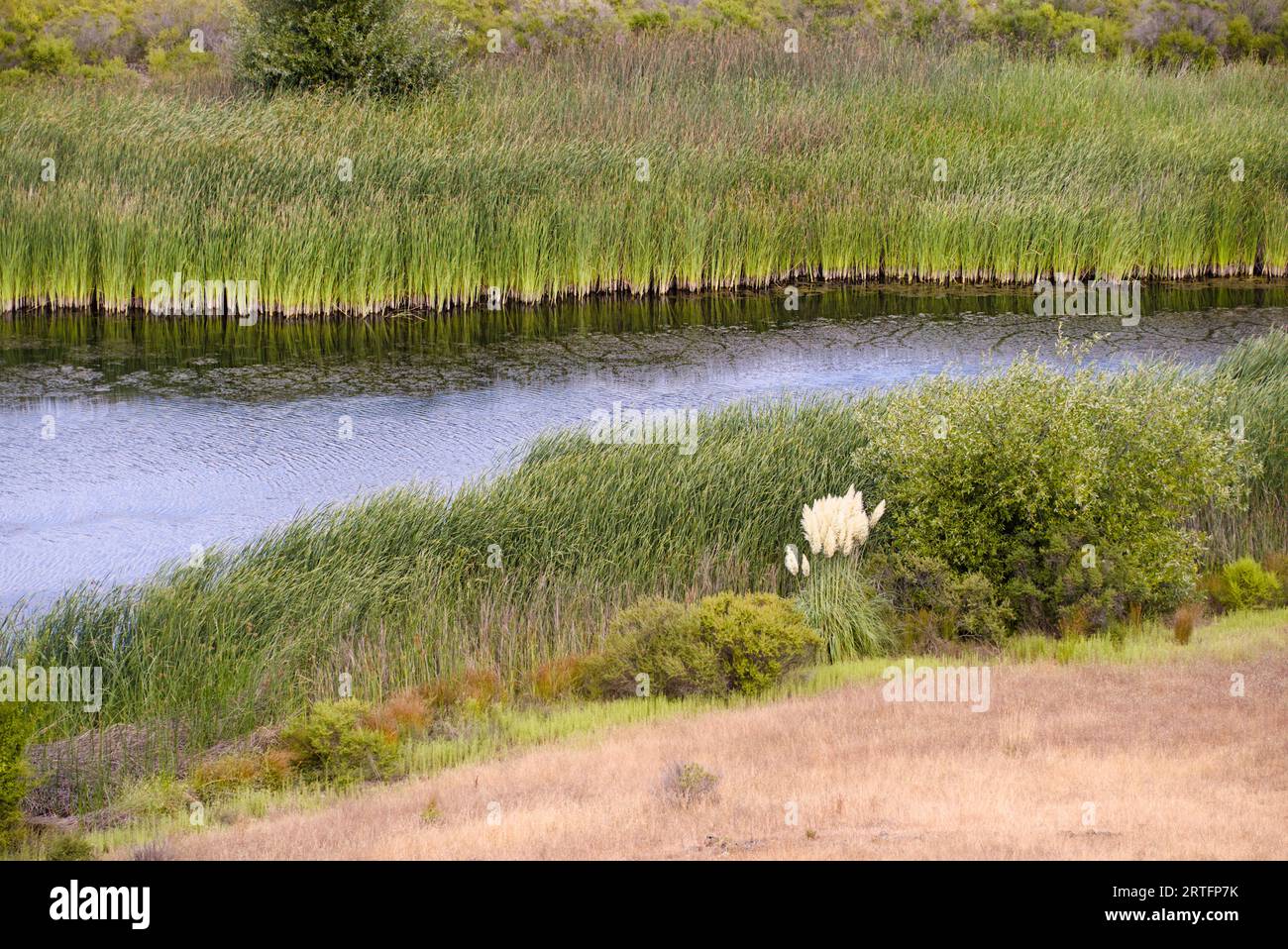 River goes through green grass field Stock Photo - Alamy