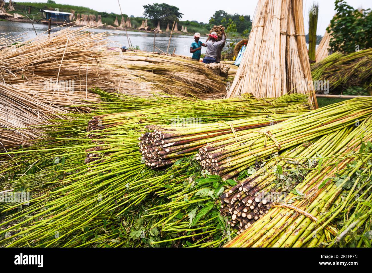 The Asia Pacific region, led by major jute producer India, dominates ...