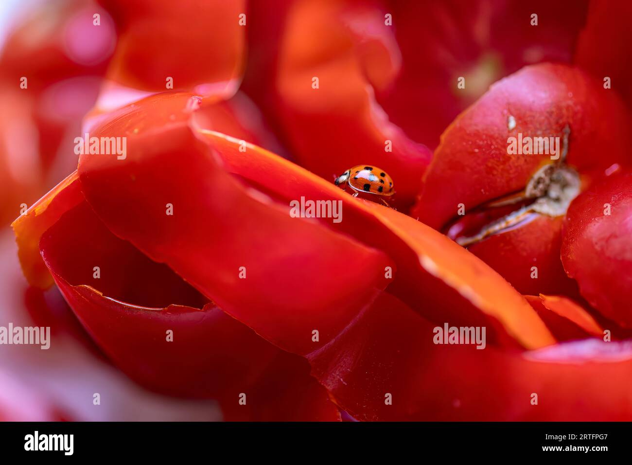 Close-up of a ladybug on tomato peels, highlighting intricate details ...