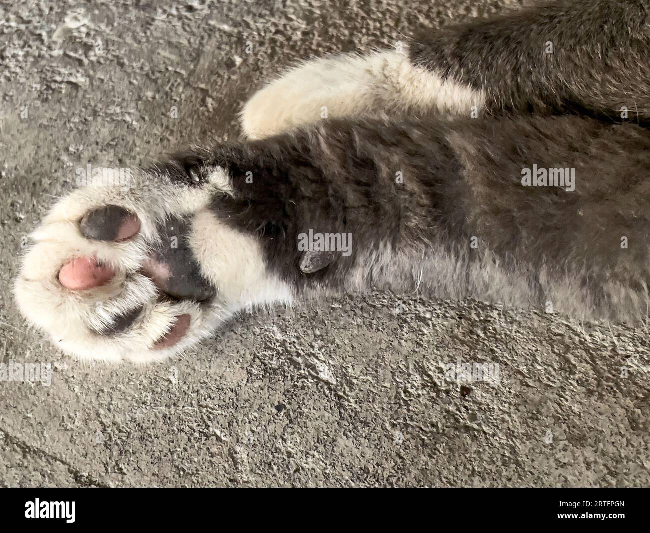 Close-up capture of a stray cat's paw, revealing intricate details and ...