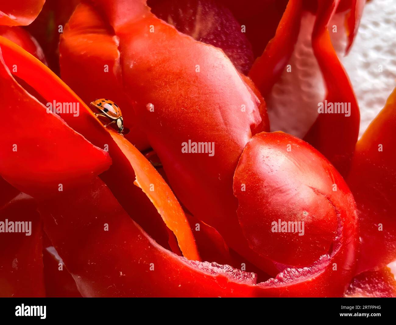 Close-up of a ladybug on tomato peels, highlighting intricate details ...