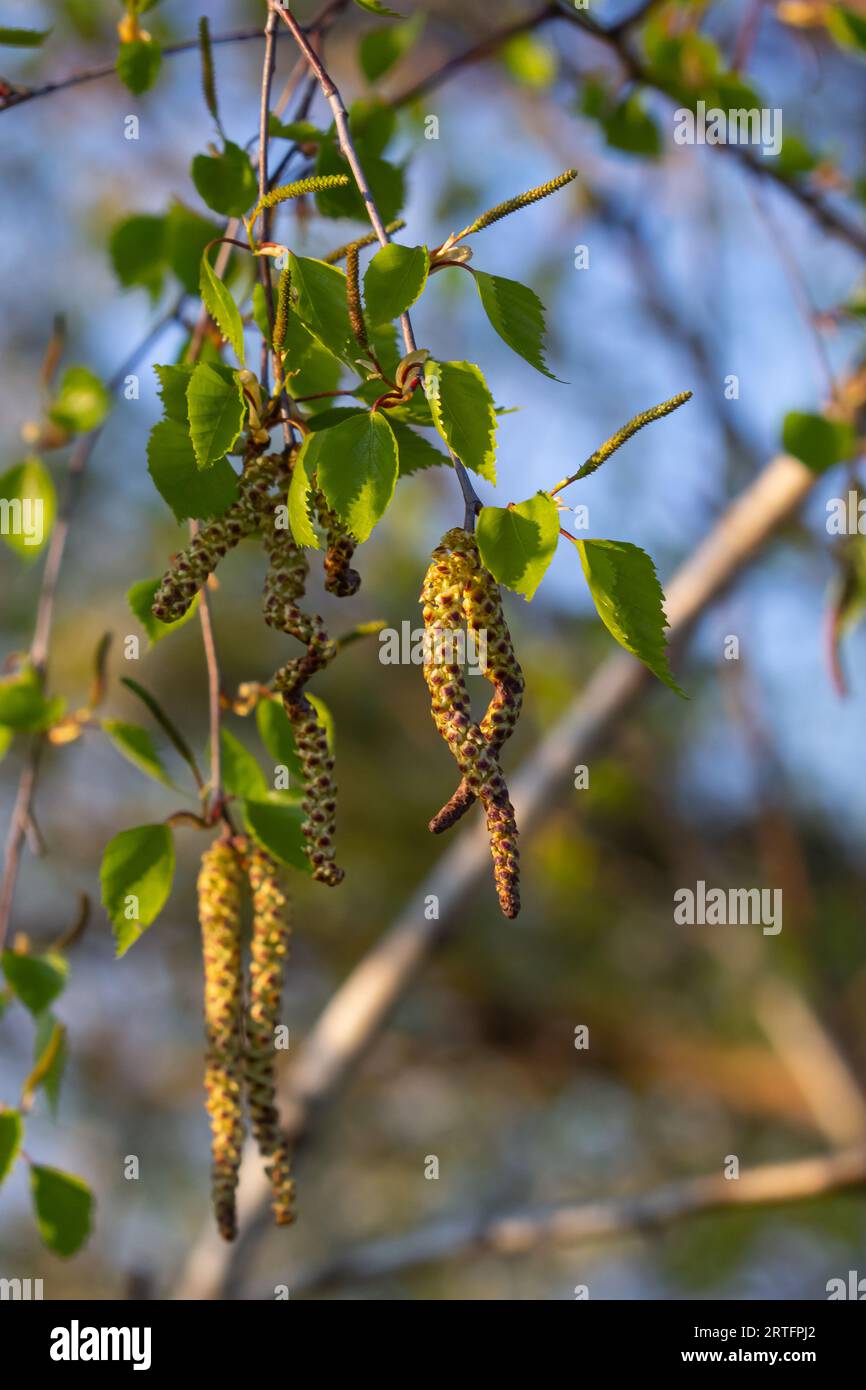Close up view of flowering yellow catkins on a river birch tree betula ...