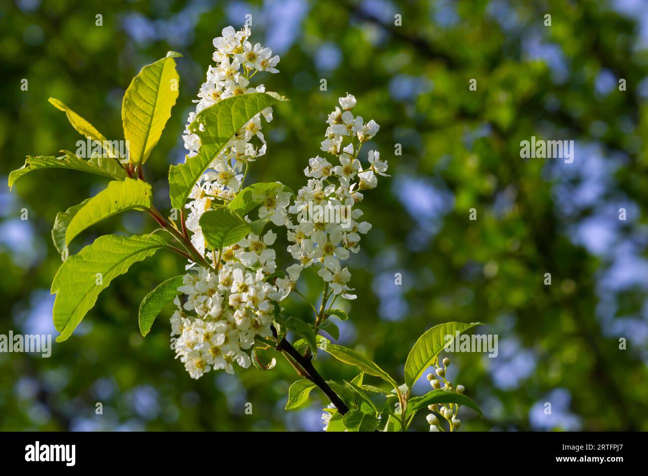 Bird cherry in bloom, spring nature background. White flowers on green ...