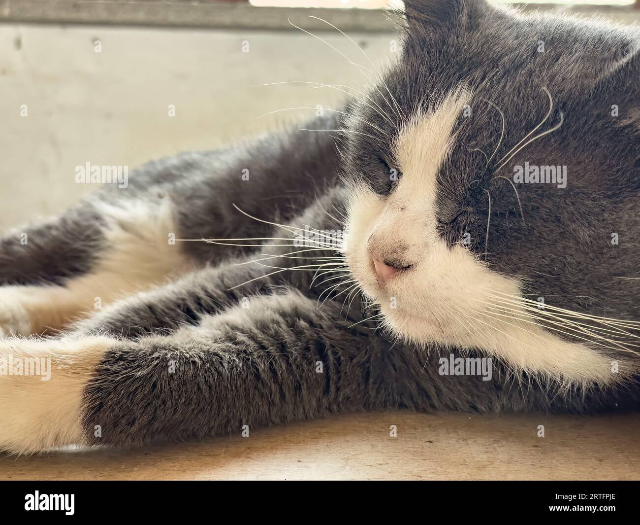 A charming stray cat peacefully rests in a dirty environment ...
