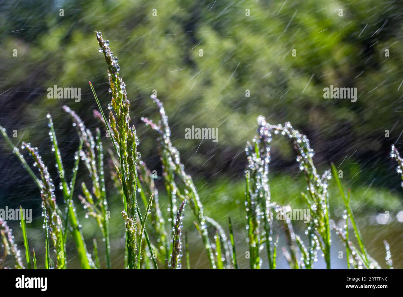 Rain dew drop hi-res stock photography and images - Alamy