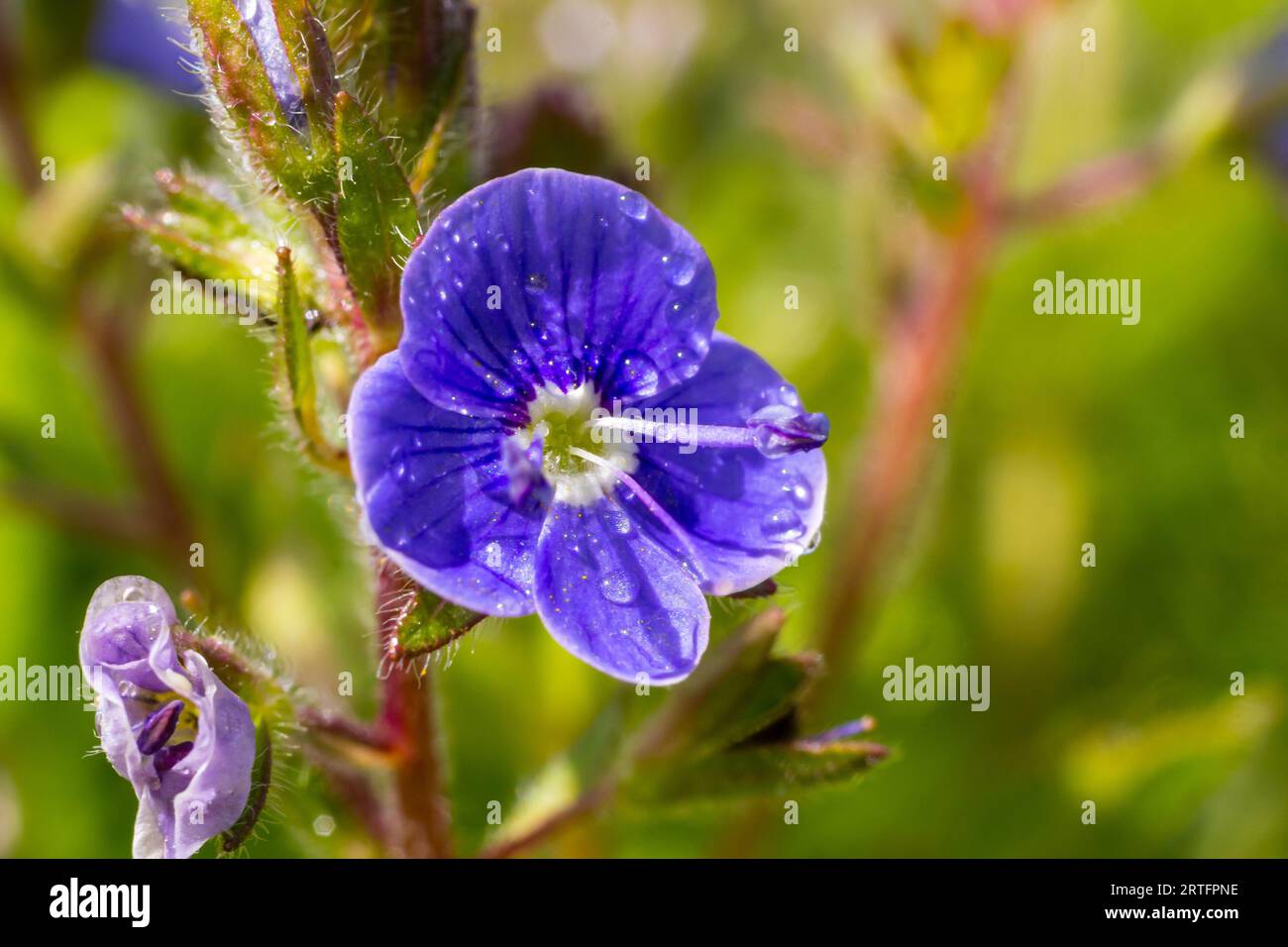 Closeup on the brlliant blue flowers of germander speedwell, Veronica ...