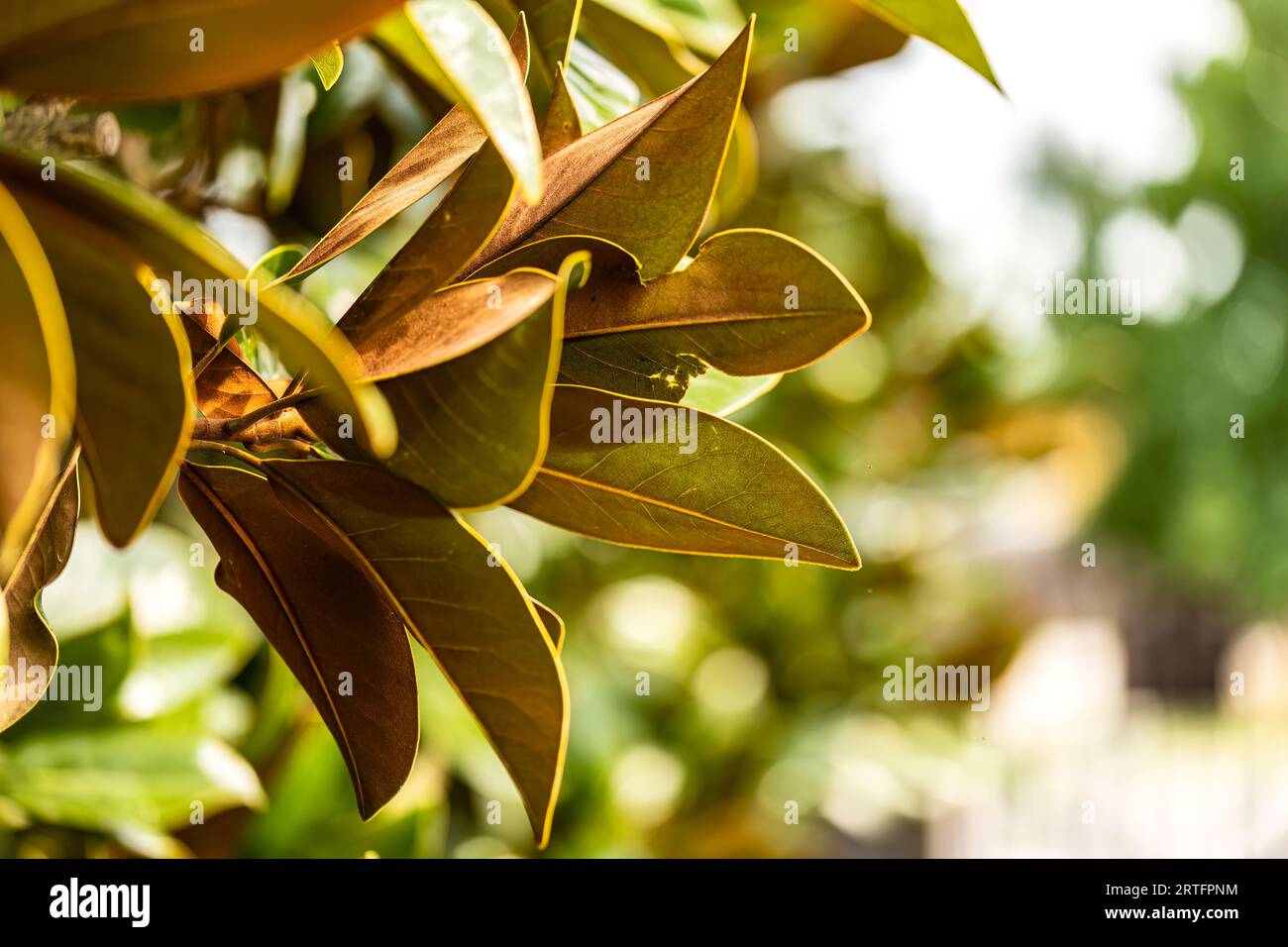 Close-up of vibrant magnolia foliage showcasing nature's intricate ...