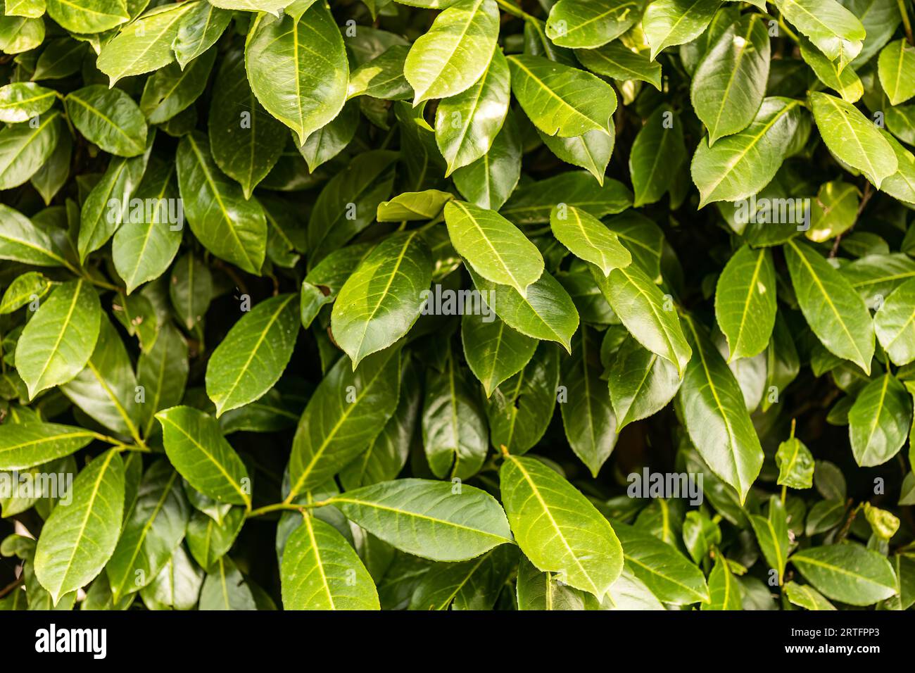 Hedge divider garden hi-res stock photography and images - Alamy