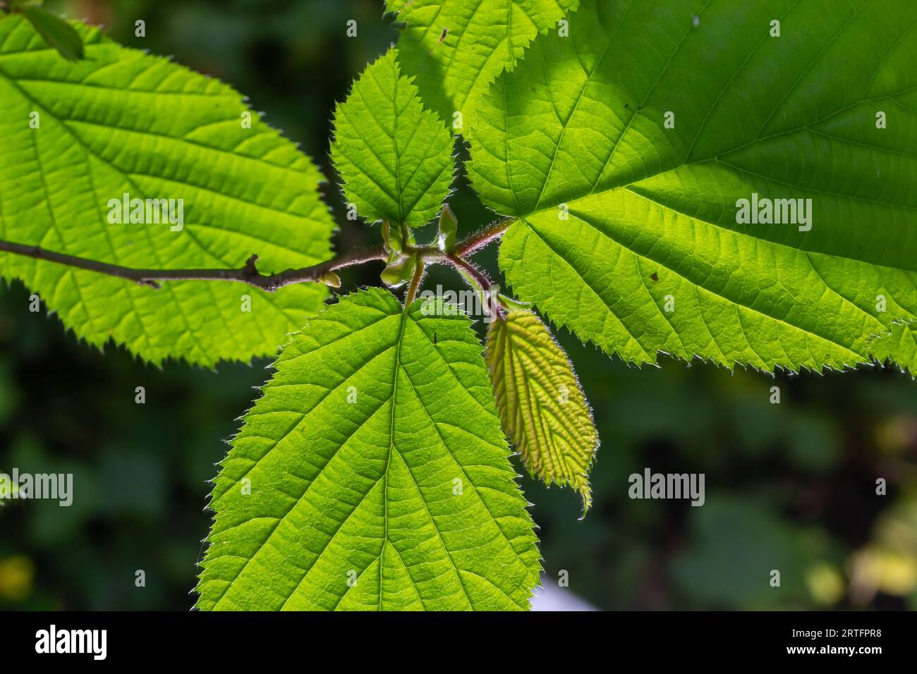 Natural growth structures hi-res stock photography and images - Alamy