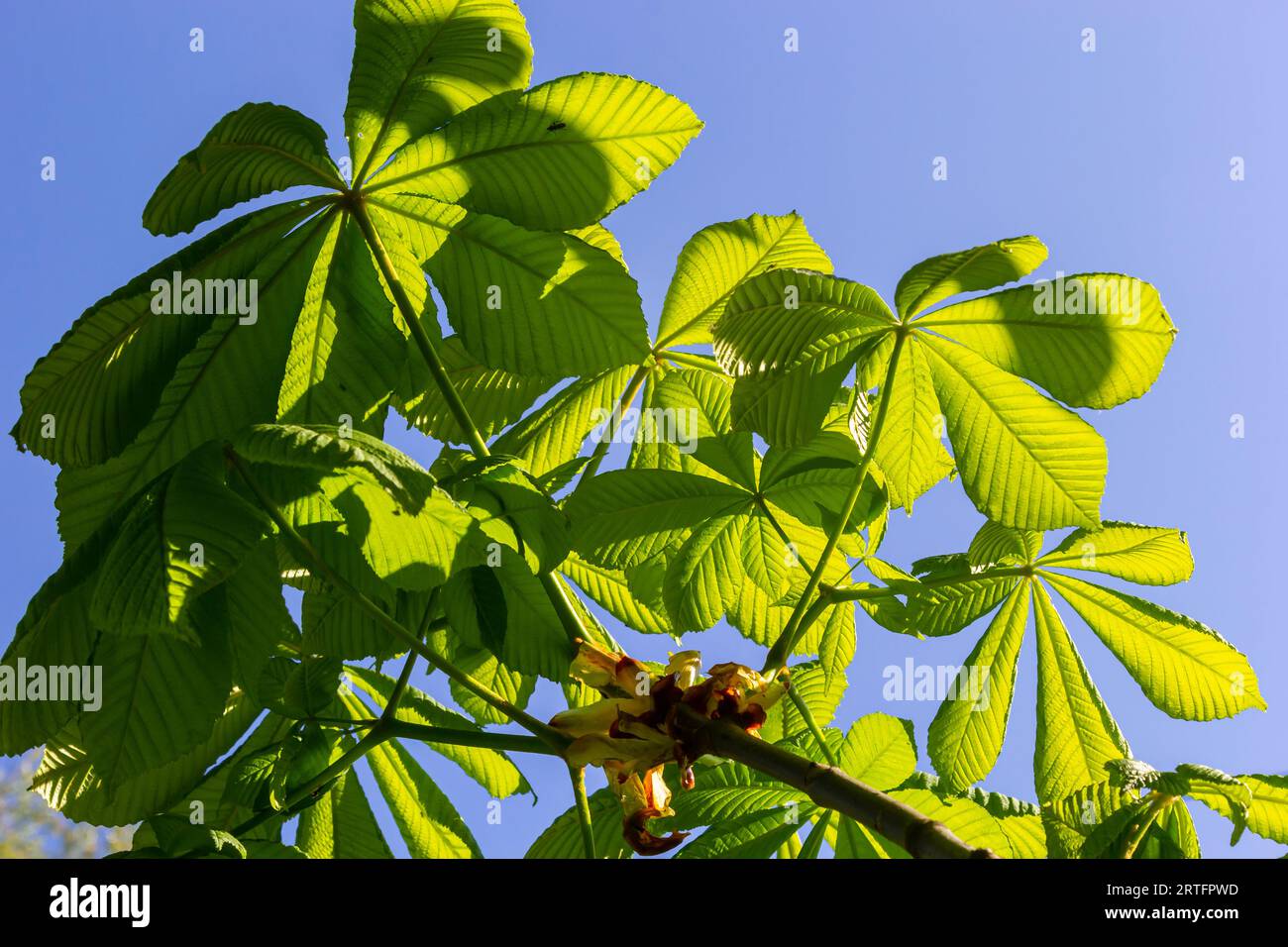 Green Chestnut Leaves in beautiful light. Spring season, spring colors ...