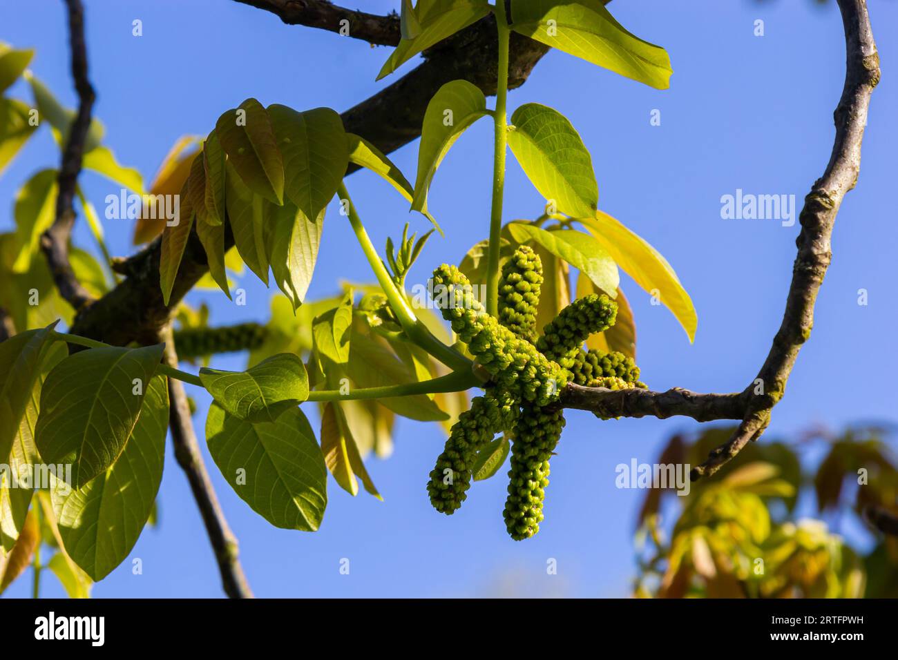 Walnut twig in spring, Walnut tree leaves and catkins close up. Walnut ...