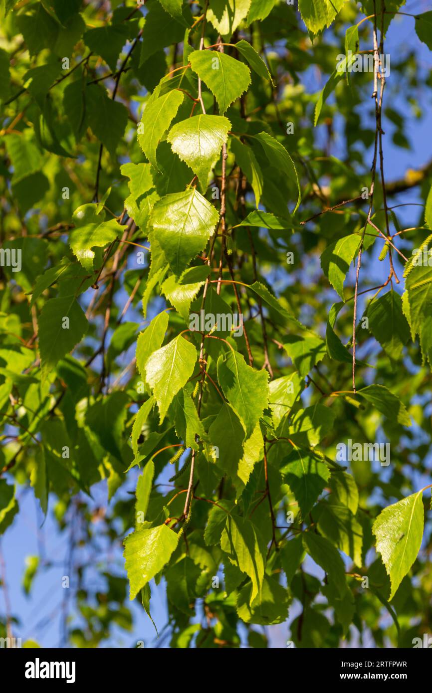 River birch hi-res stock photography and images - Alamy