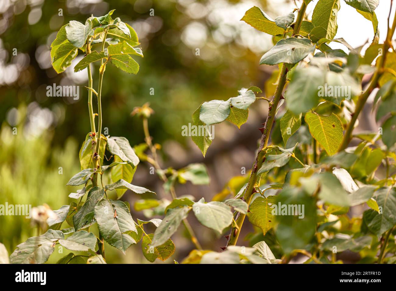 Close-up of the intricate and textured leaves of a rose plant ...