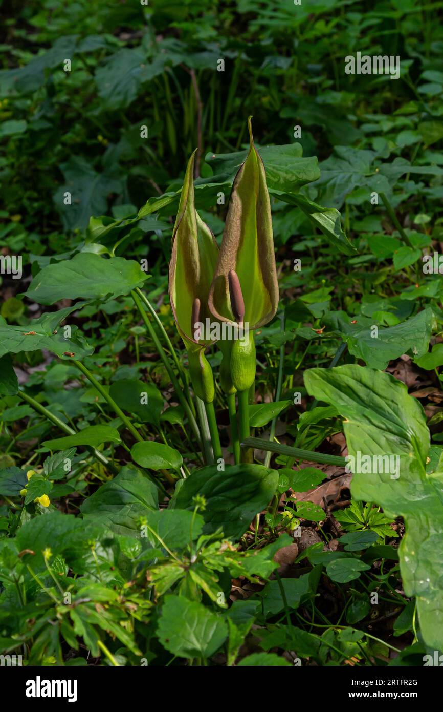 Cuckoopint or Arum maculatum arrow shaped leaf, woodland poisonous ...