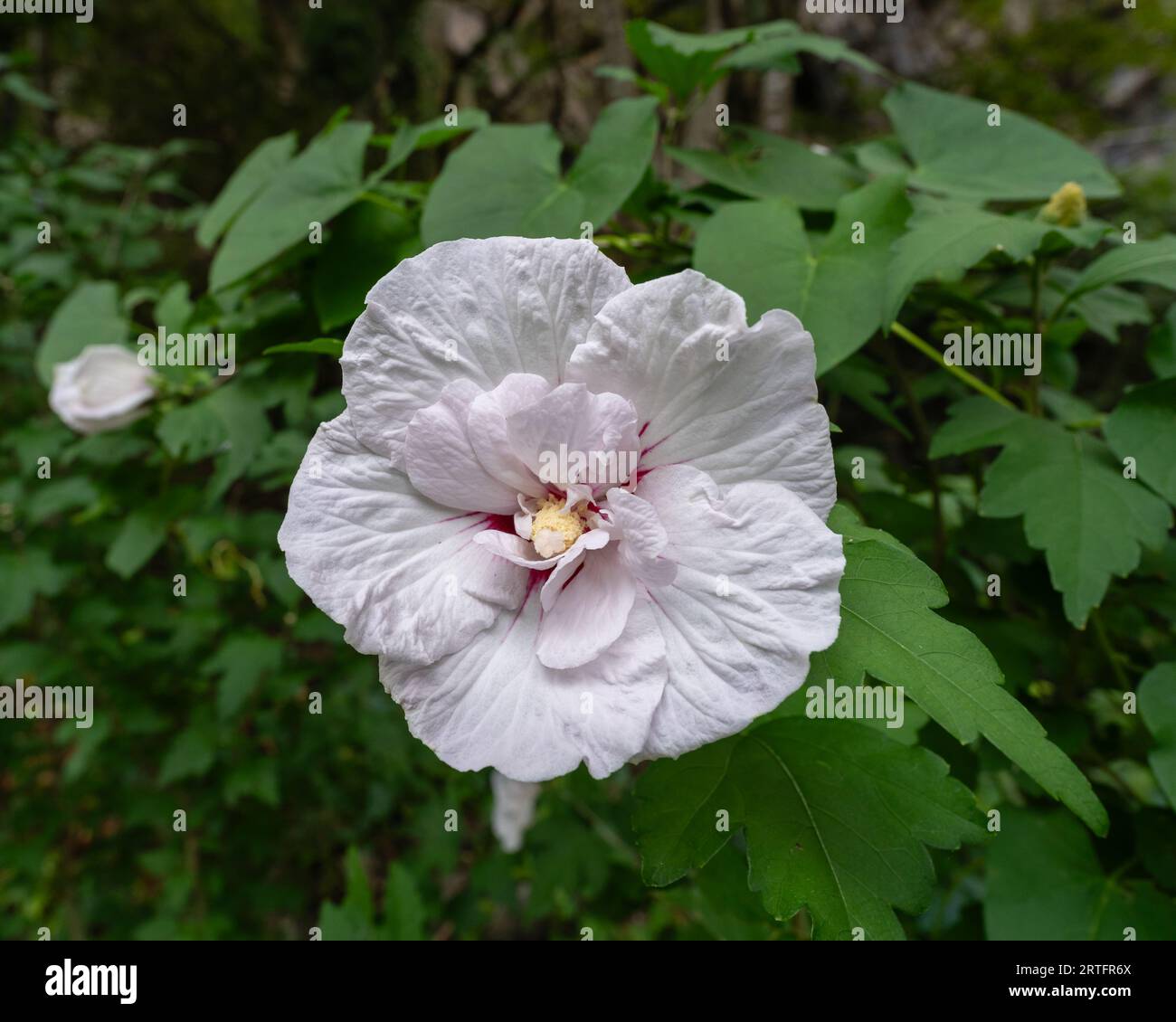 Hibiscus Double Heart Nebula