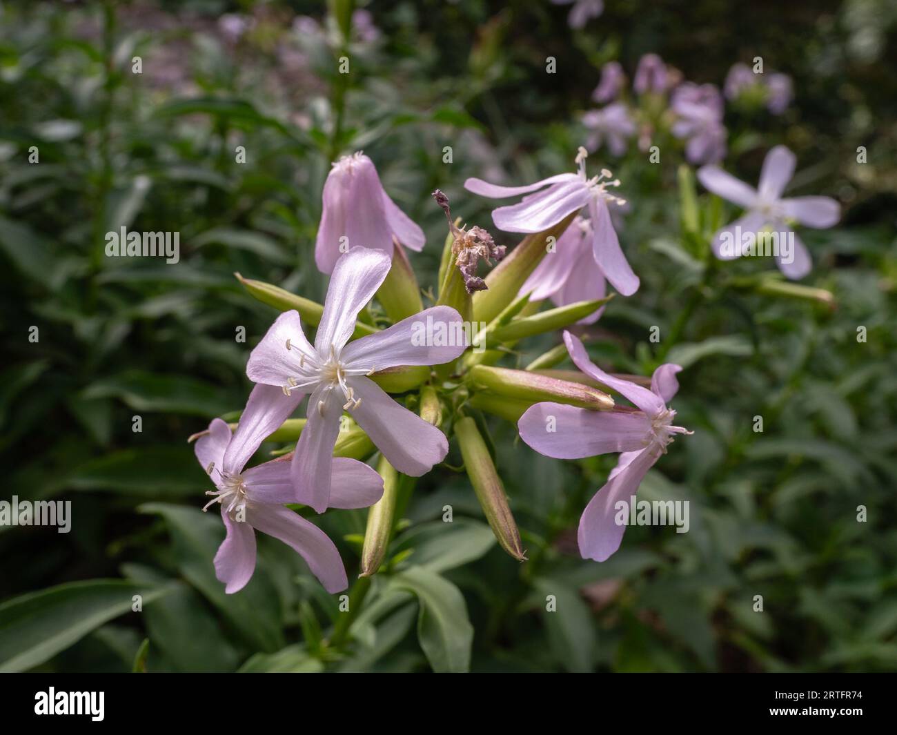 Closeup view of saponaria officinalis pink flowers aka common soapwort ...