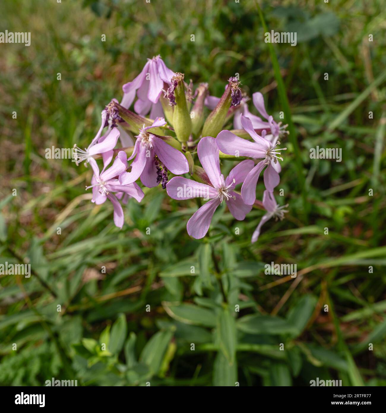 Closeup view of saponaria officinalis pink flowers aka common soapwort ...