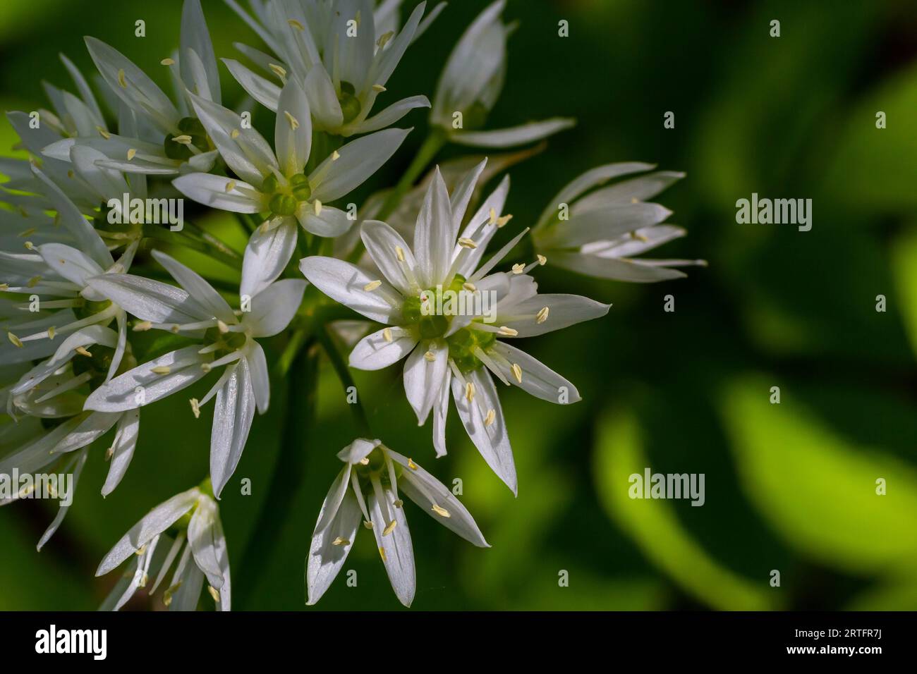 Beautiful blooming white flowers of ramson - wild garlic Allium ursinum ...
