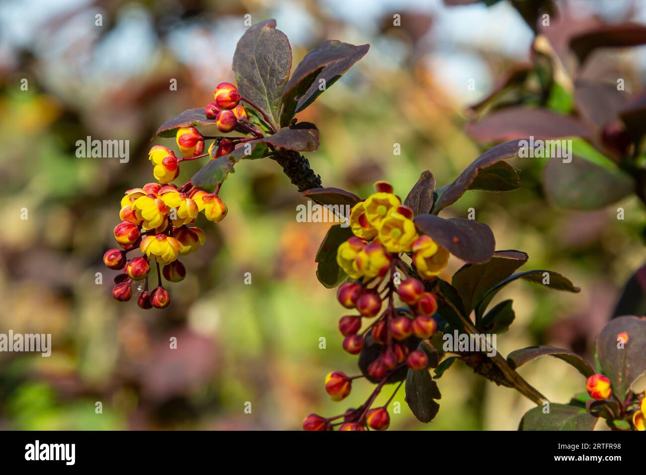 Berberis thunbergii shrub hi-res stock photography and images - Alamy