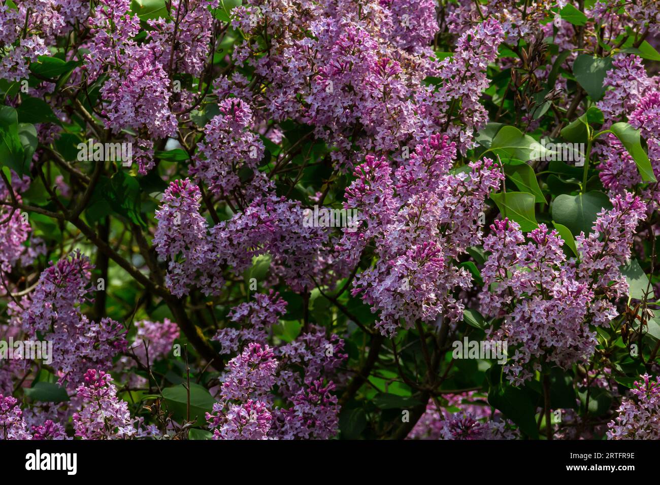 purple lilac shrub blossoms in spring. Beautiful floral nature ...