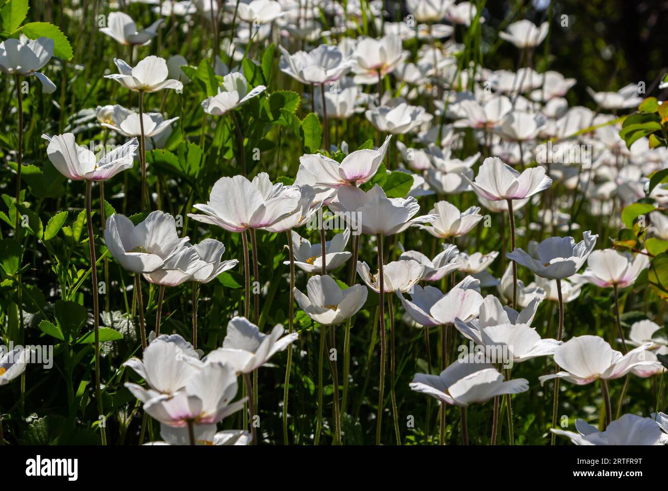 White spring flowers in green grass lawn. White anemone flowers ...