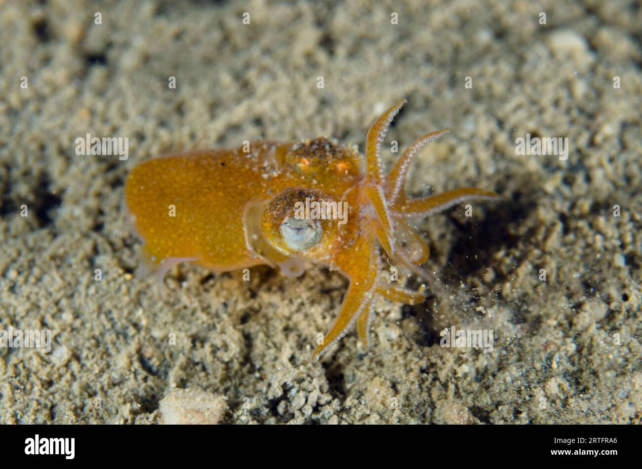 Golden Tropical Bottletail Squid, Sepiadarium kochi, raising tentacles ...