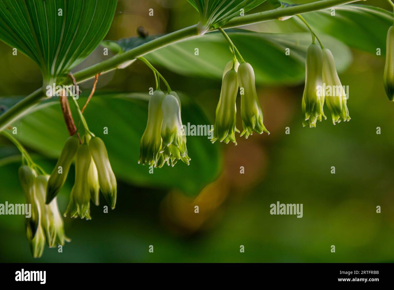 Polygonatum multiflorum, the Solomon's seal, David's harp, ladder-to ...