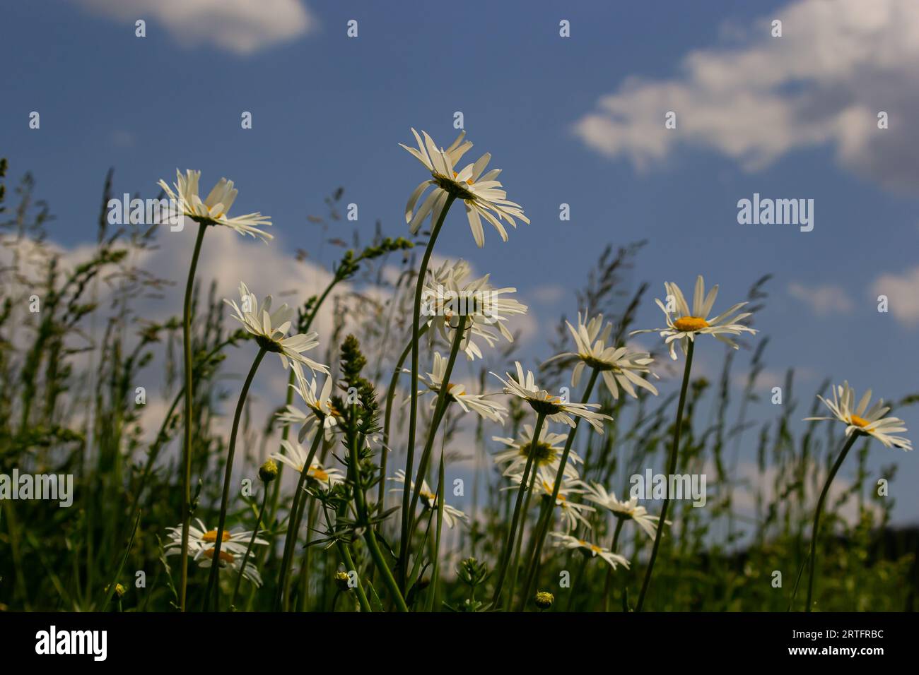 Wild daisy flowers growing on meadow, white chamomiles. Oxeye daisy ...