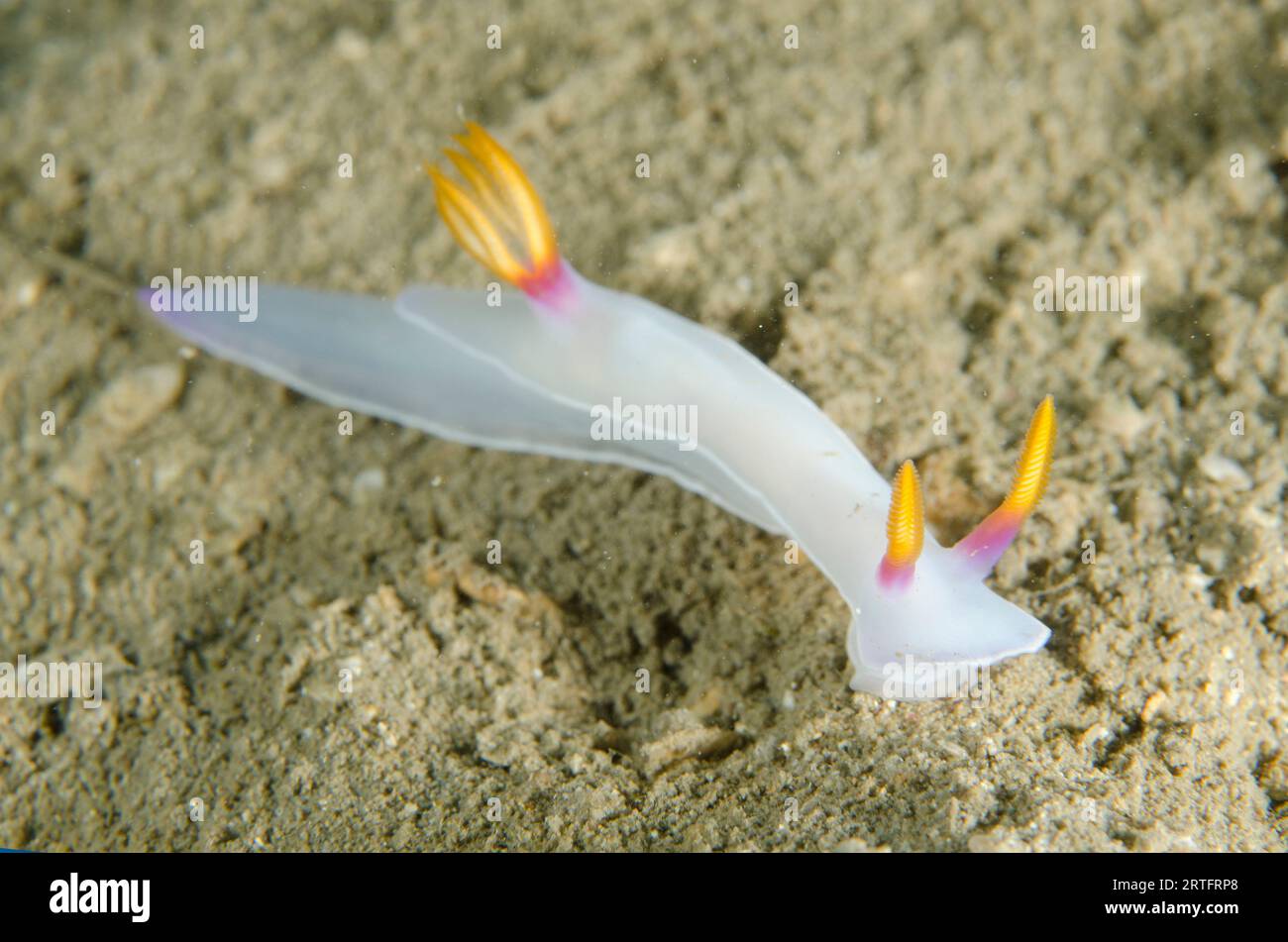 Bullocks hypselodoris nudibranch hi-res stock photography and images ...