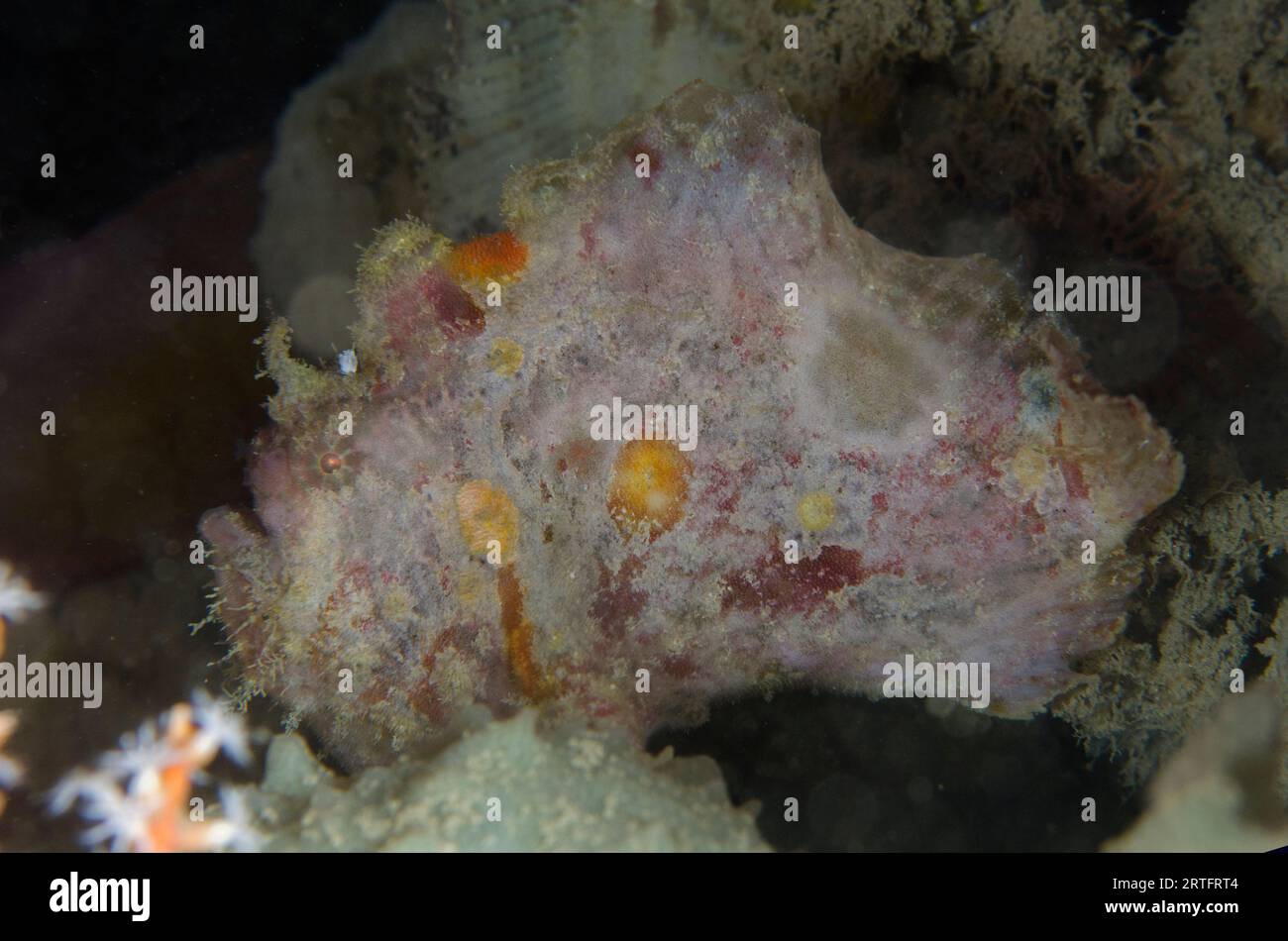 Spotfin Frogfish, Antennarius nummifer, Dili Rock East dive site, Dili ...