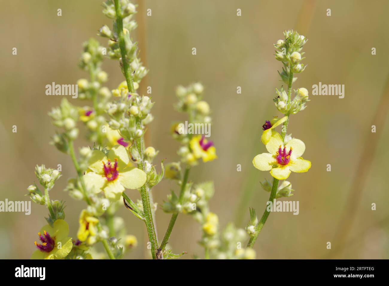 Yellow verbascum growing in southwest Slovakia, Modra area Stock Photo ...