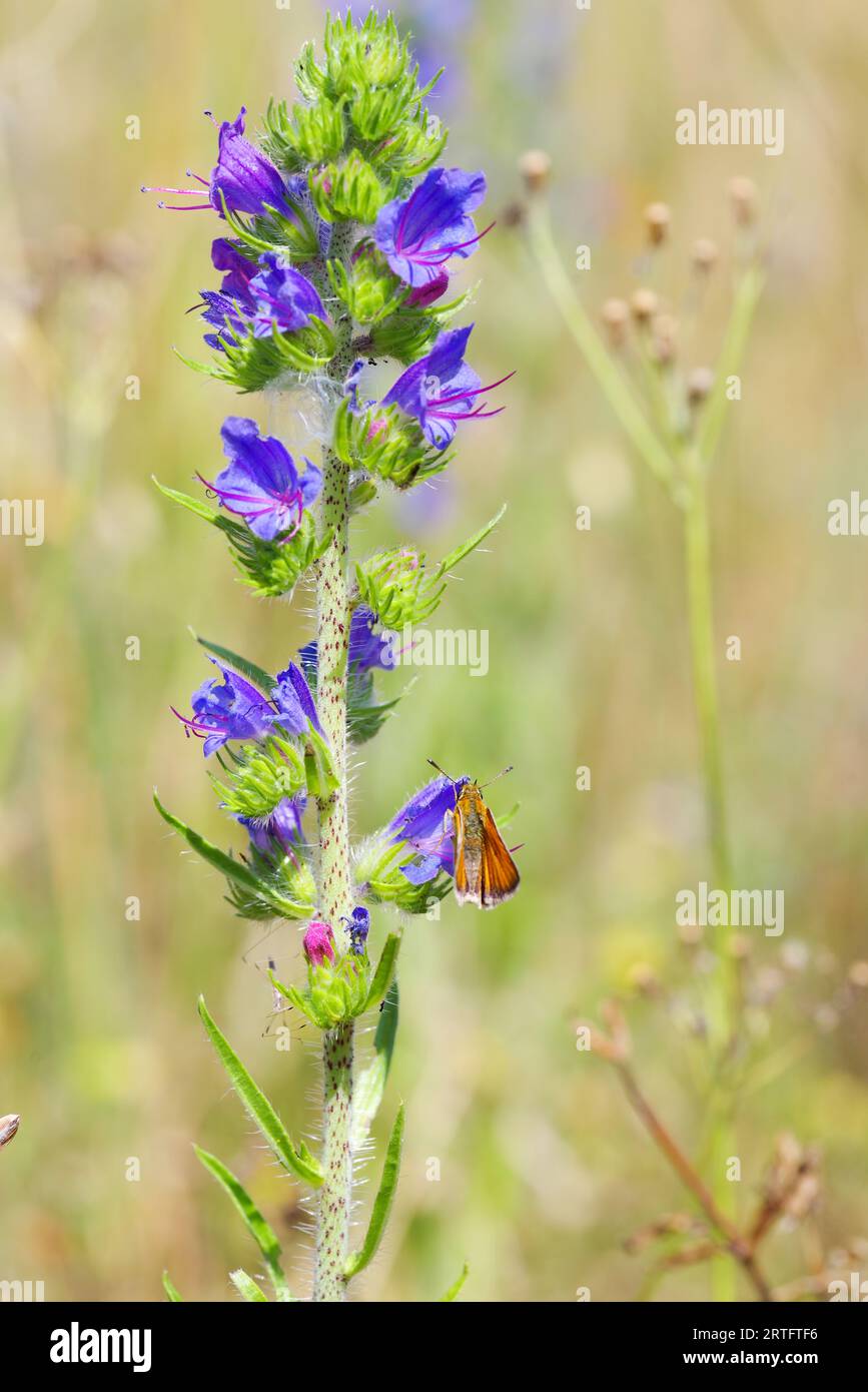 Flowering viper's bugloss (echium vulgare Stock Photo - Alamy