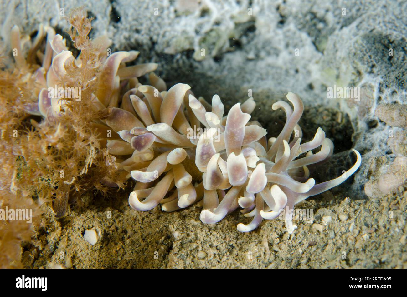 Phyllodesmium Nudibranch, Phyllodesmium magnum, Tasi Tolu dive site ...