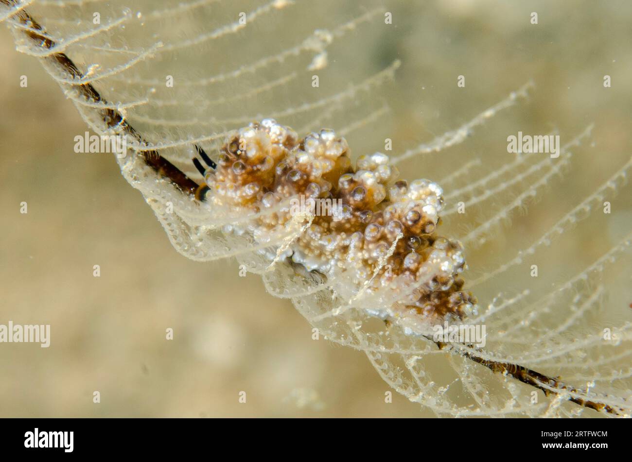 Doto Nudibranch, Doto sp, on Hydroid, Hydrozoa Class, Tasi Tolu dive ...