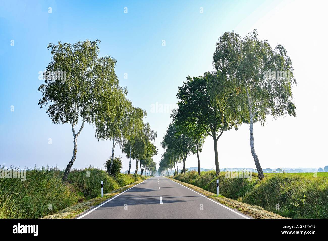 Northern europe birch not lake hi-res stock photography and images - Alamy