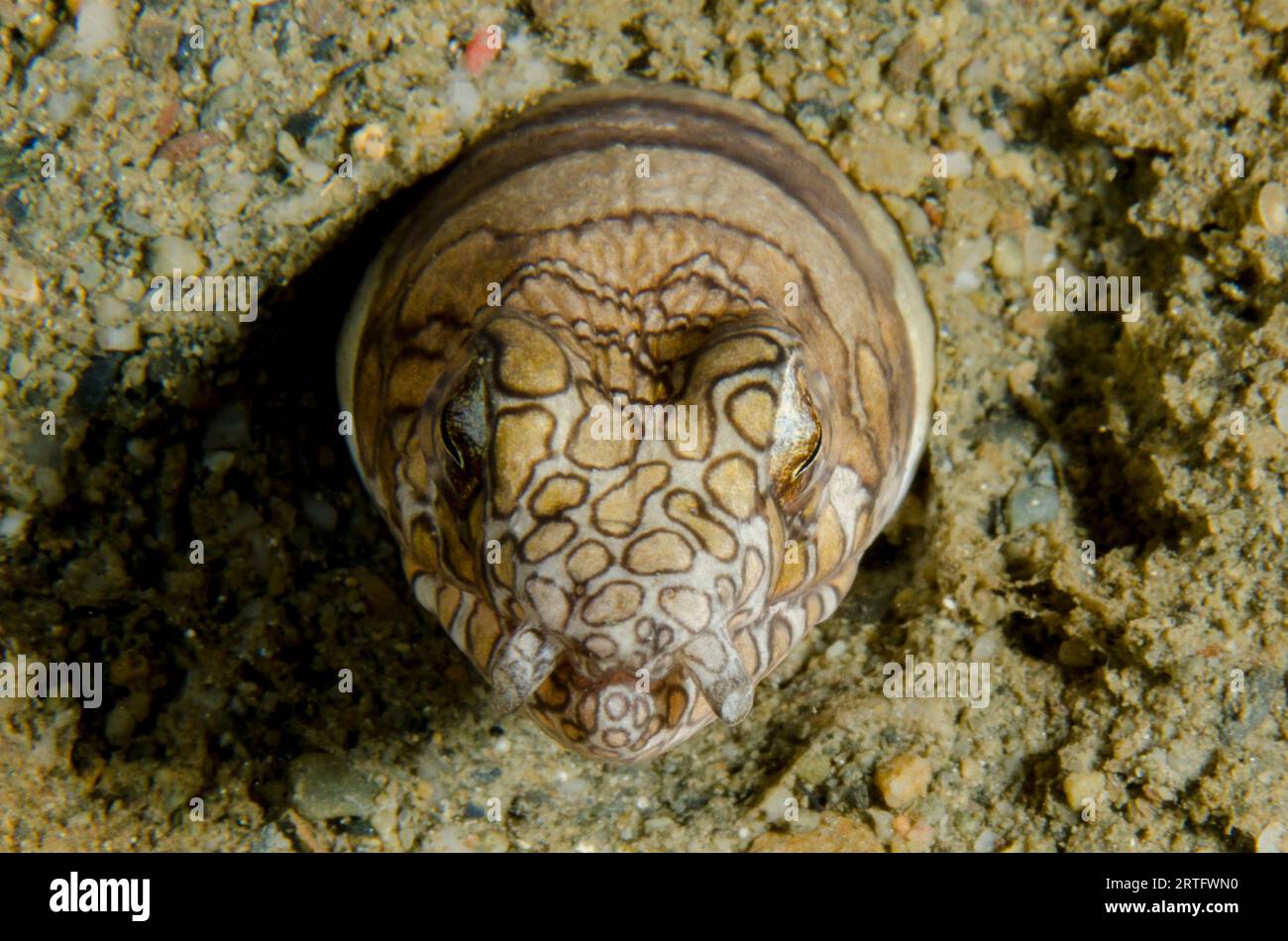 Napoleon Snake Eel, Ophichthus bonaparti, buried in sand, Tasi Tolu ...