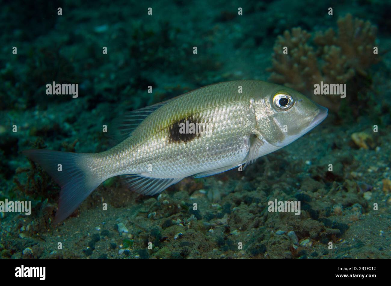 Thumbprint Emperor, Lethrinus harak, Tasi Tolu dive site, Dili, East ...