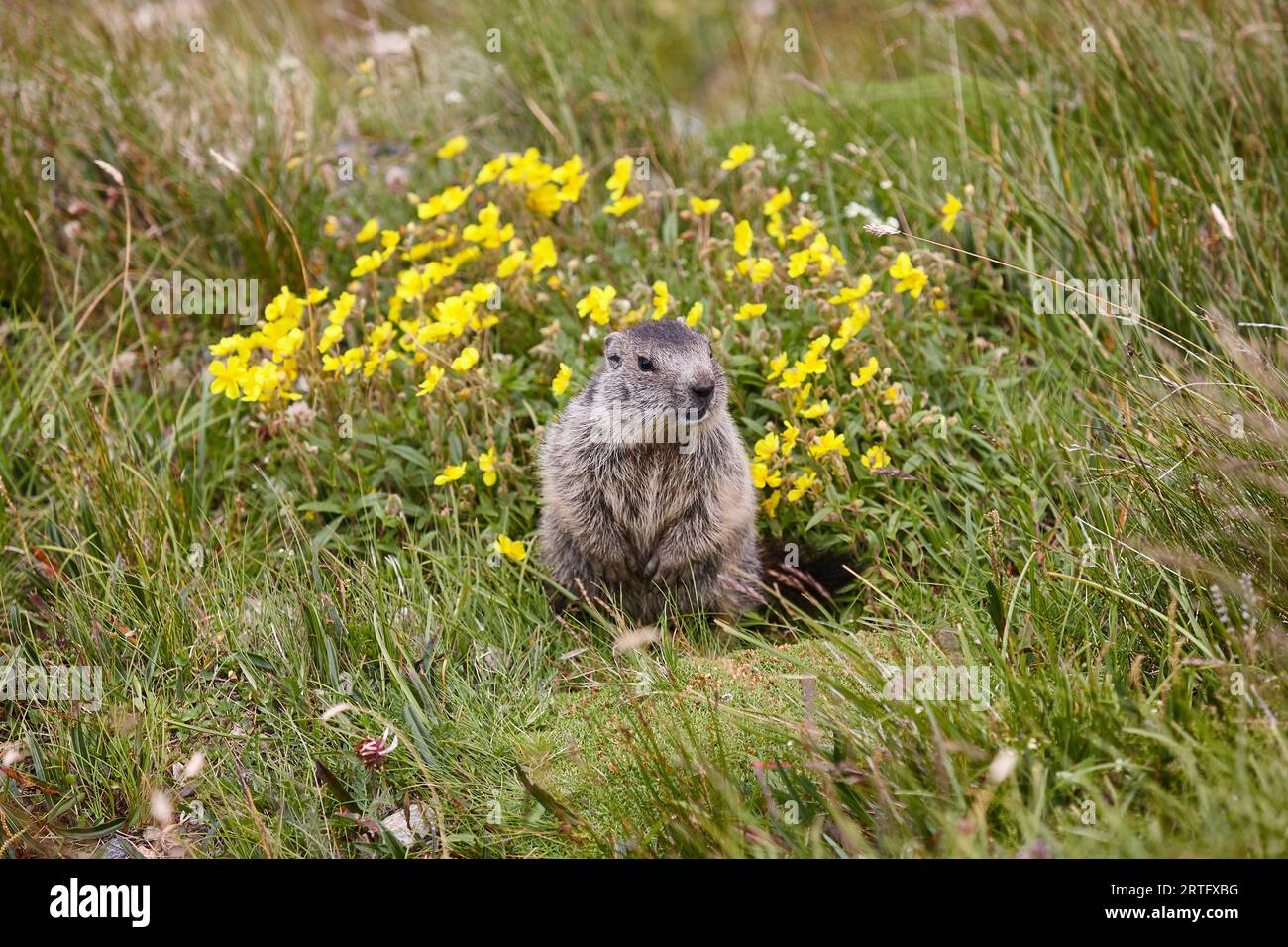 Groundhog sitting on the ground looking at camera. Wildlife ...