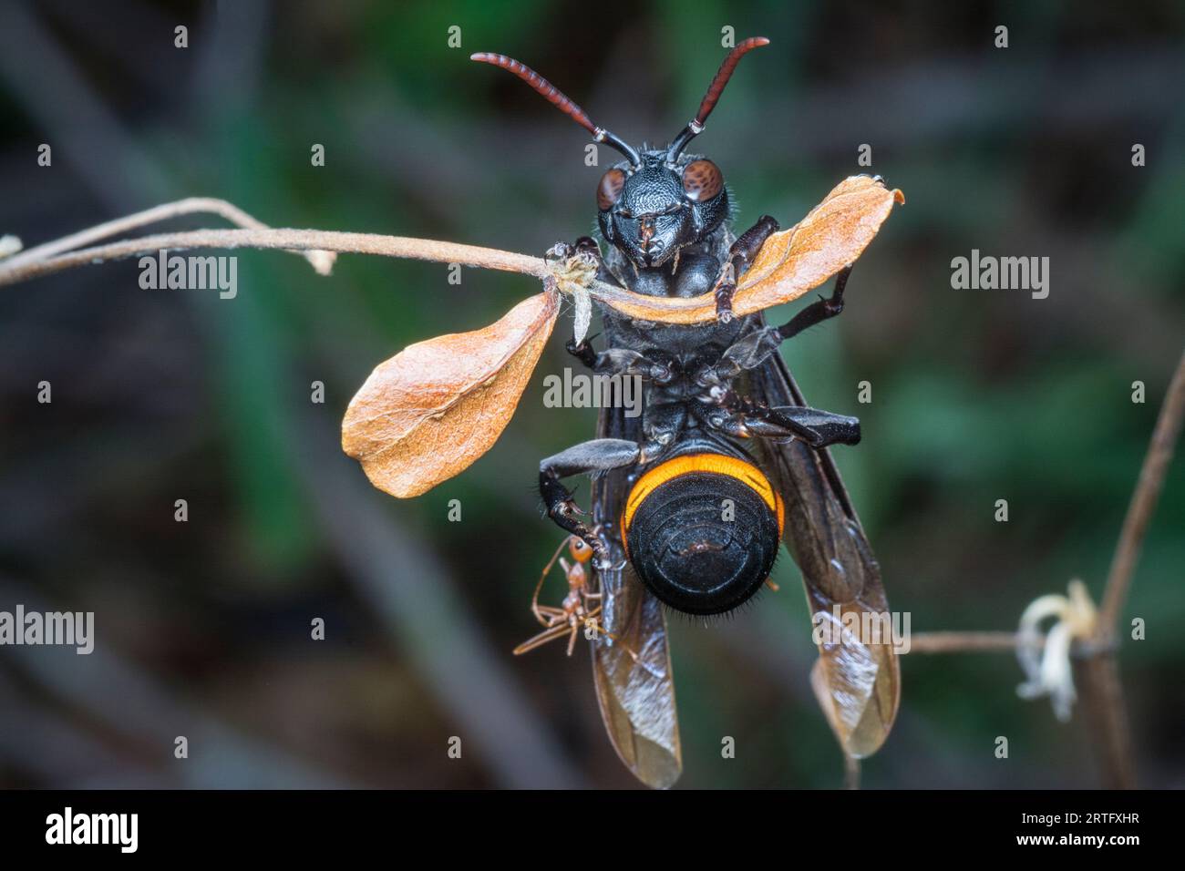 Cute hornet hi-res stock photography and images - Alamy