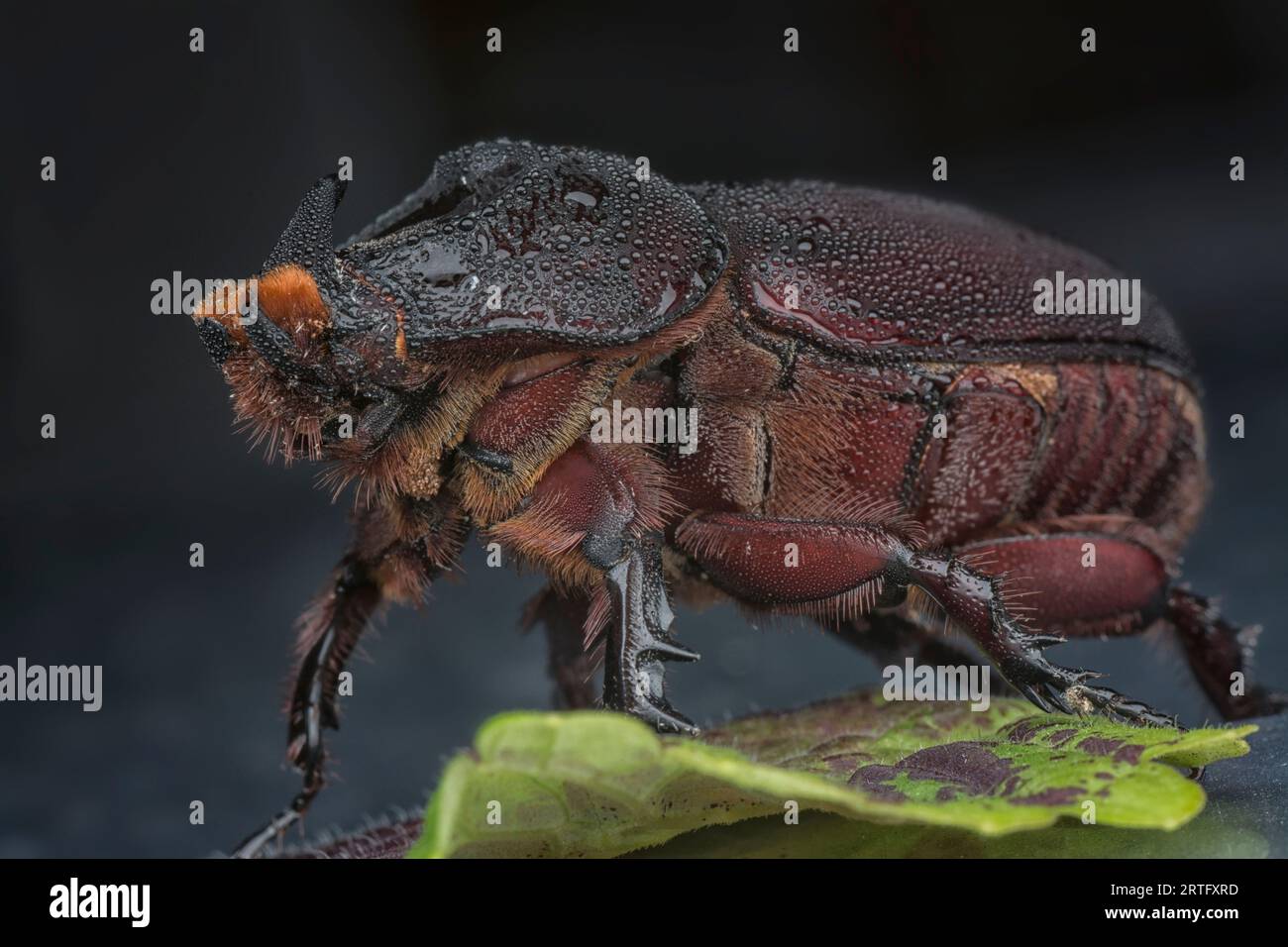 closeup shot of female rhinoceros beetle Stock Photo - Alamy