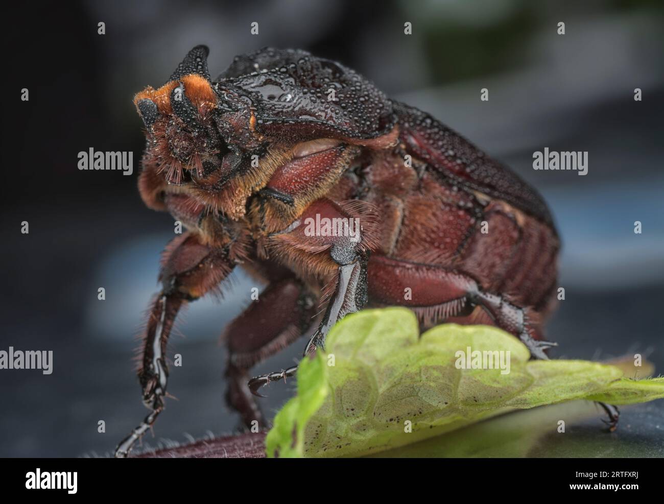 closeup shot of female rhinoceros beetle Stock Photo - Alamy