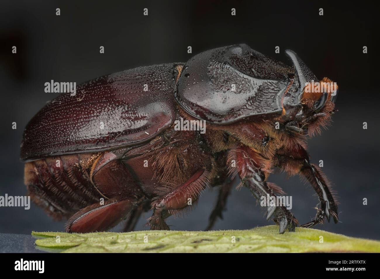 closeup shot of female rhinoceros beetle Stock Photo - Alamy