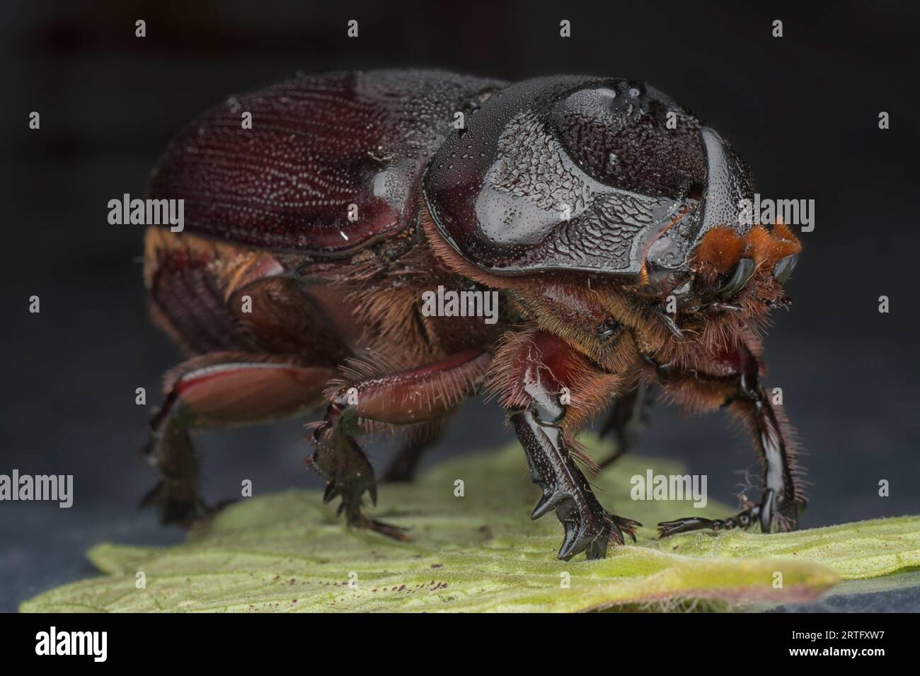 closeup shot of female rhinoceros beetle Stock Photo - Alamy